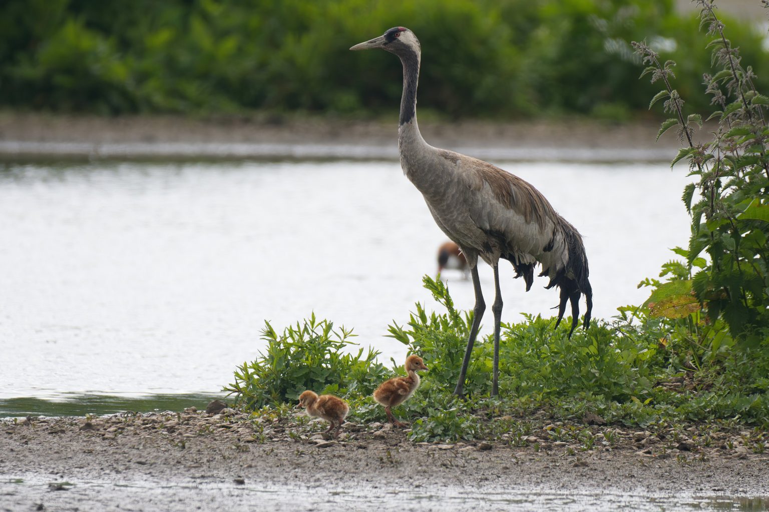 Success for the common crane chicks at WWT Slimbridge - Bennetts Cranes